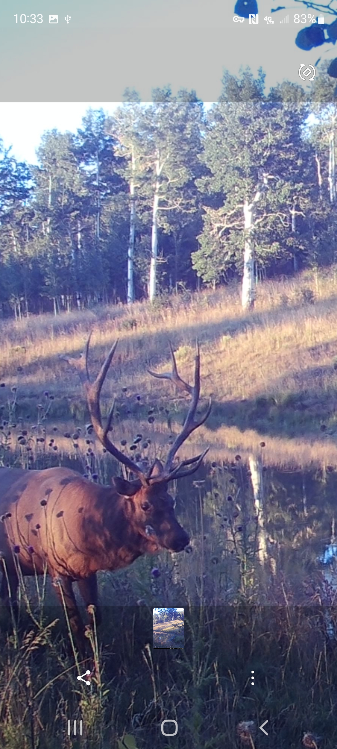 Trail Cam Footage - Cassidy Outfitters