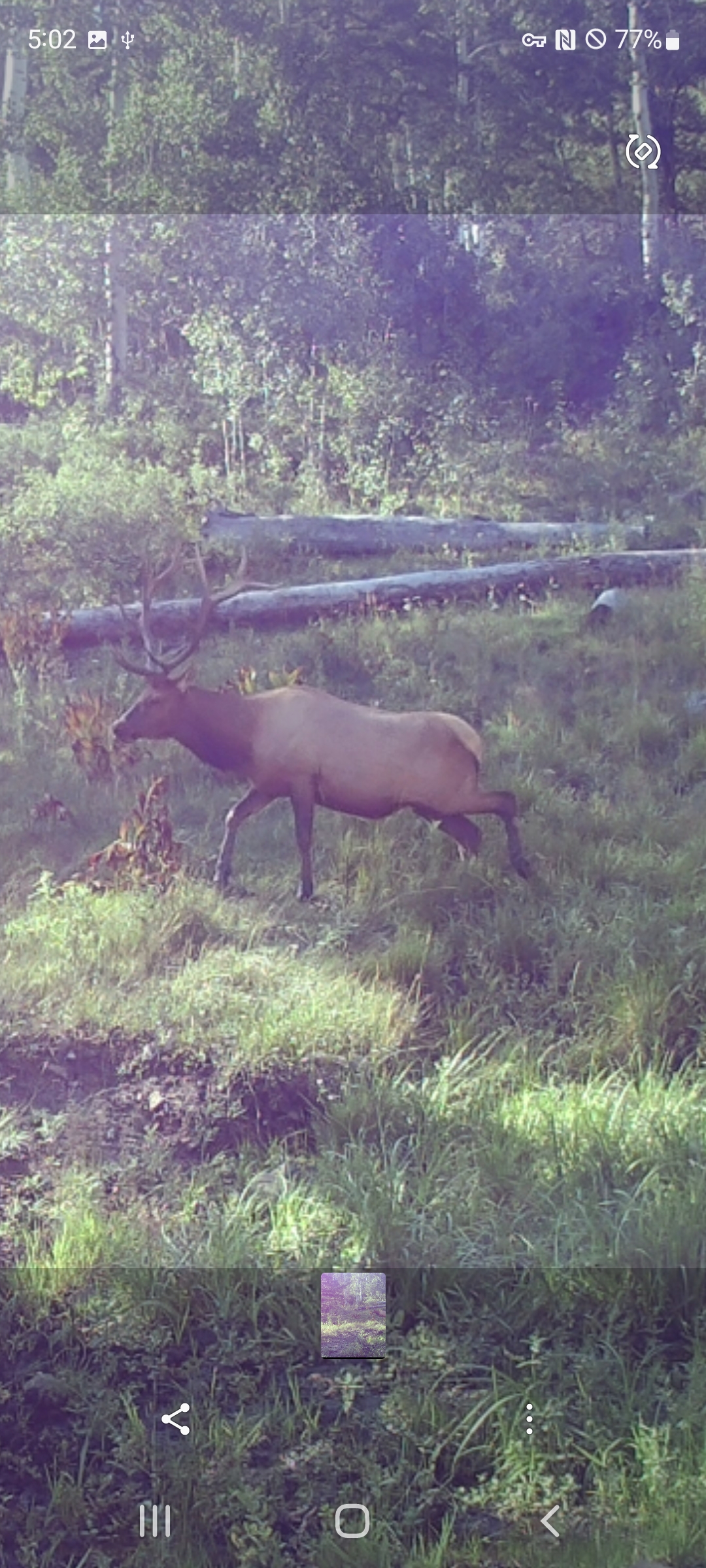 Trail Cam Footage - Cassidy Outfitters