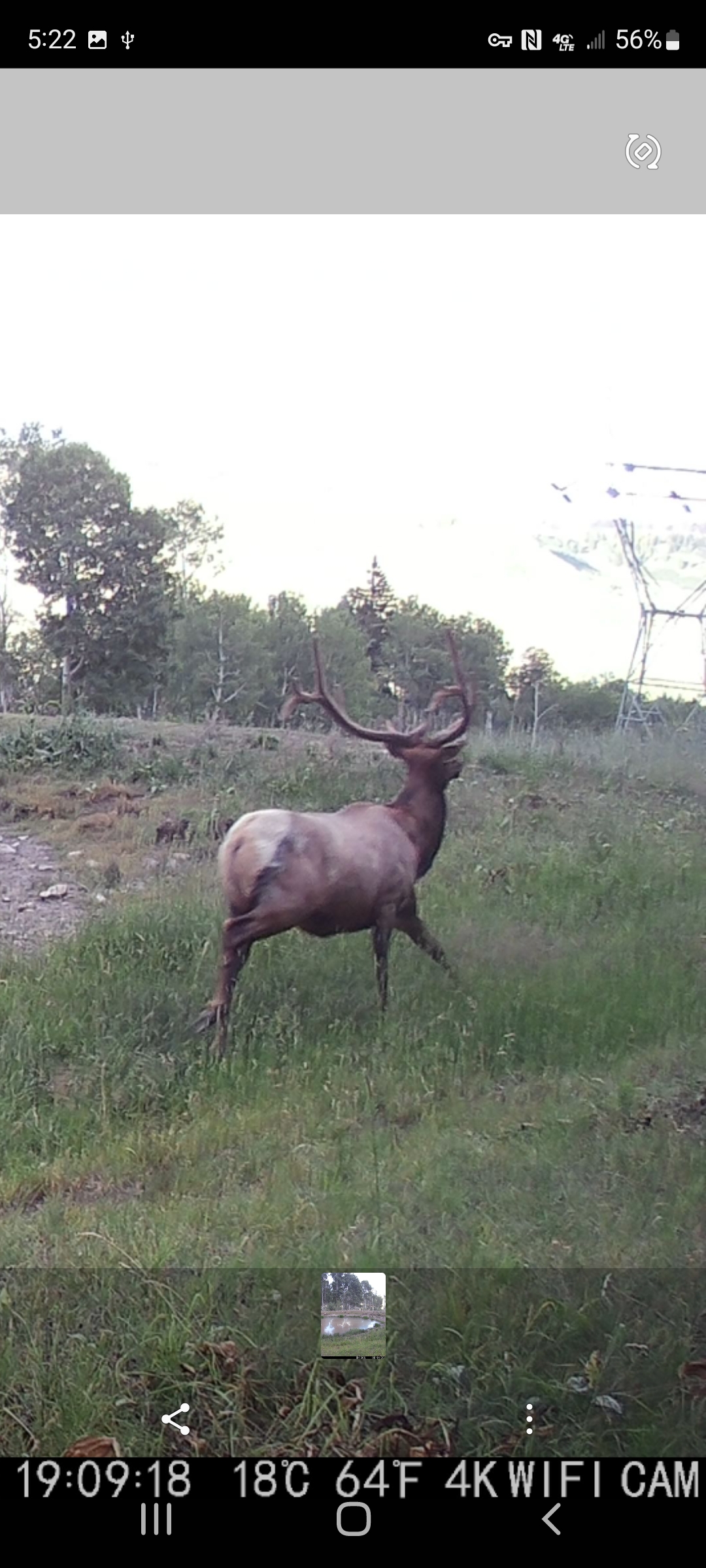 Trail Cam Footage - Cassidy Outfitters
