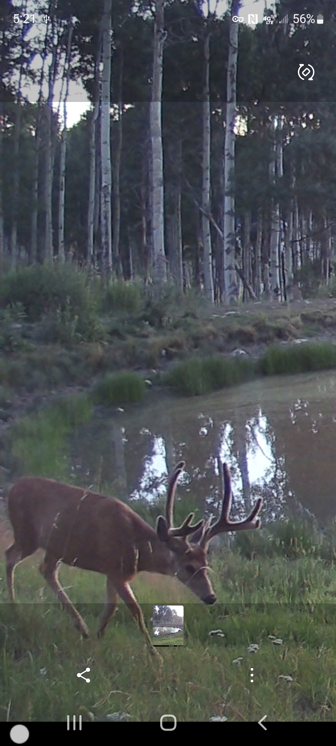 Trail Cam Footage - Cassidy Outfitters