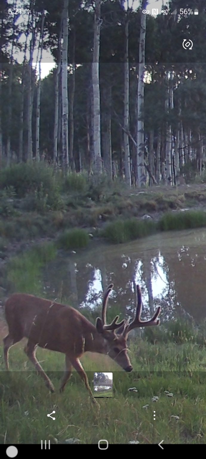 Trail Cam Footage - Cassidy Outfitters