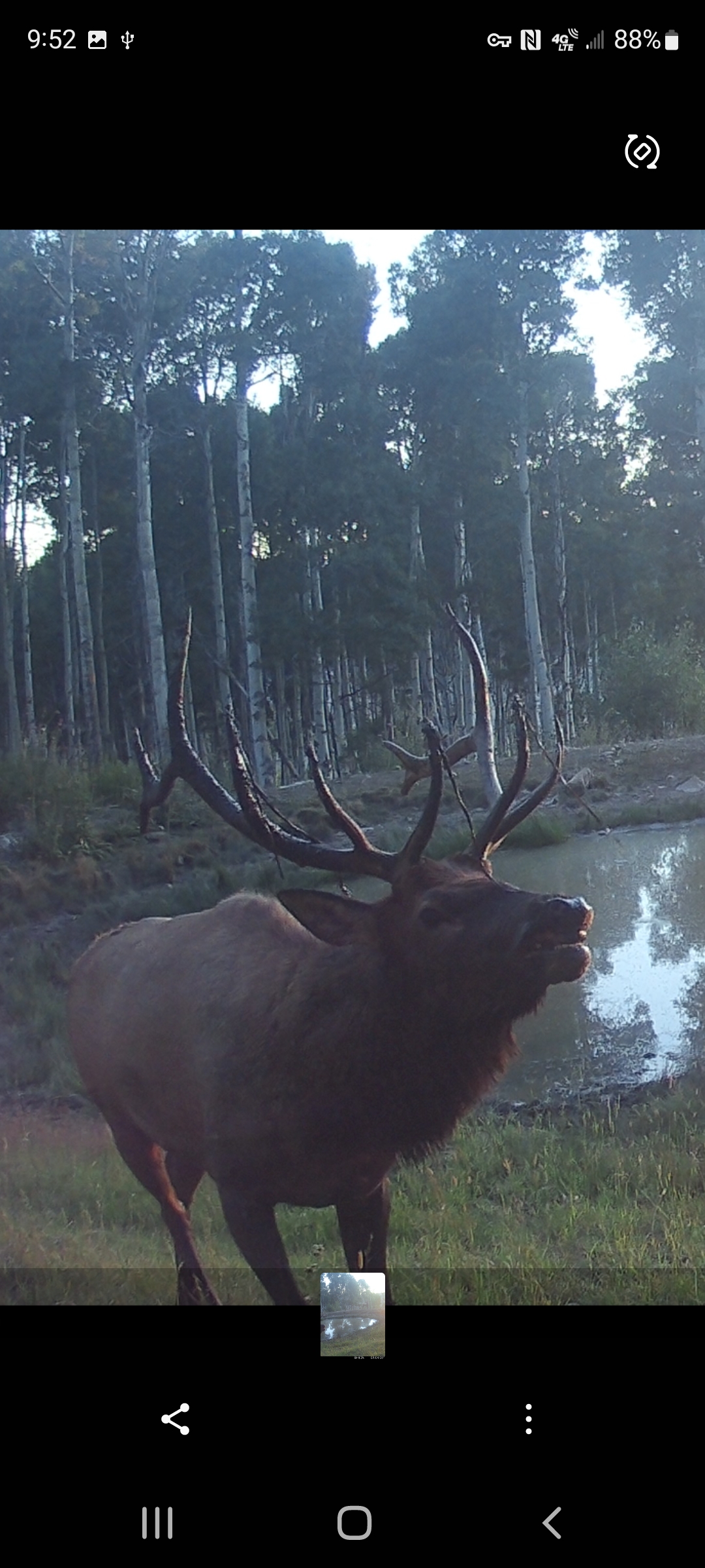 Trail Cam Footage - Cassidy Outfitters